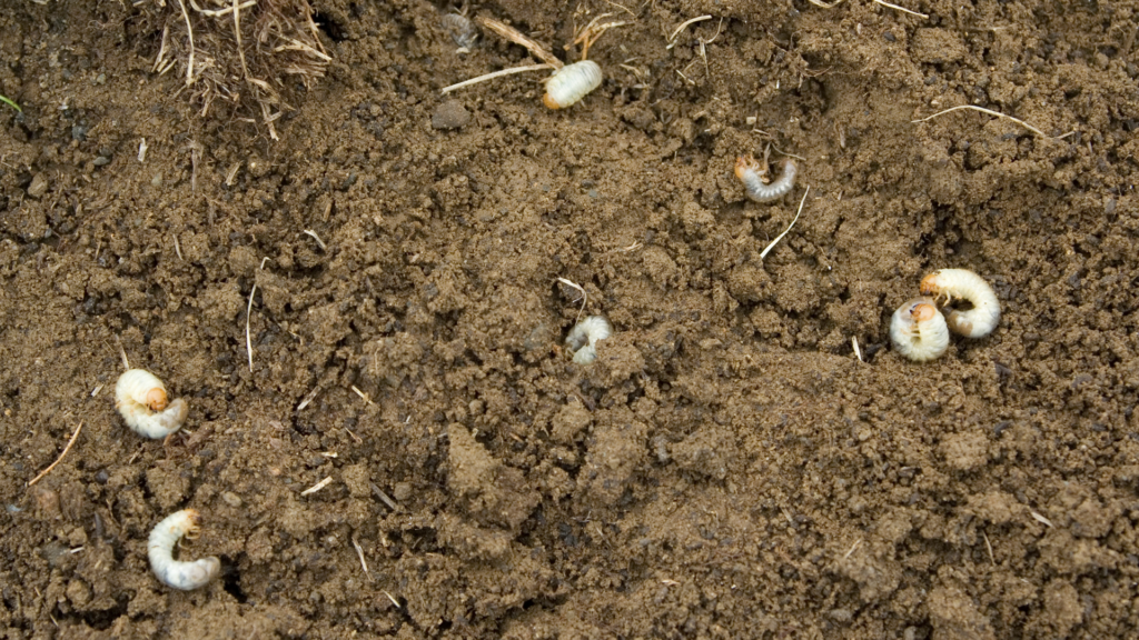 How to Identify and Eliminate Lawn Grubs | Your Green Team