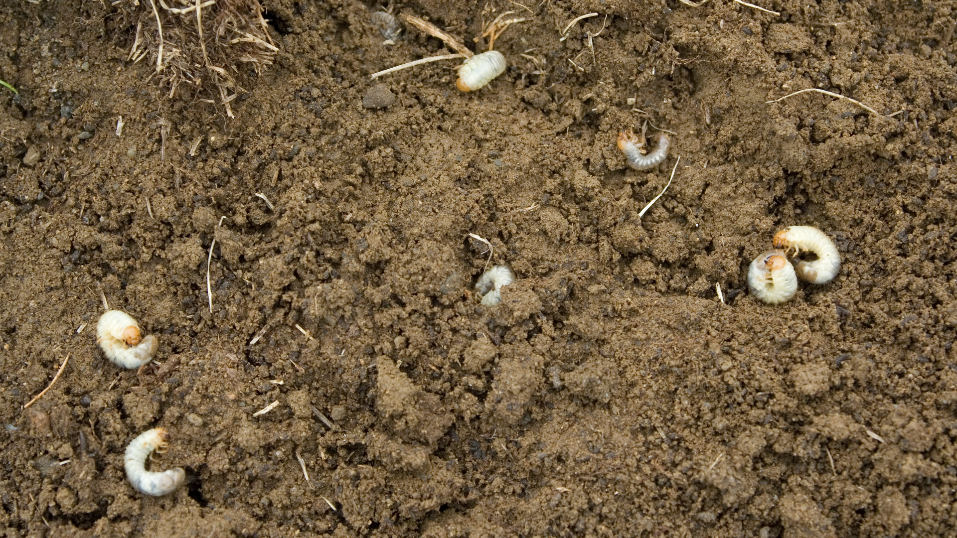 How to Identify and Eliminate Lawn Grubs | Your Green Team