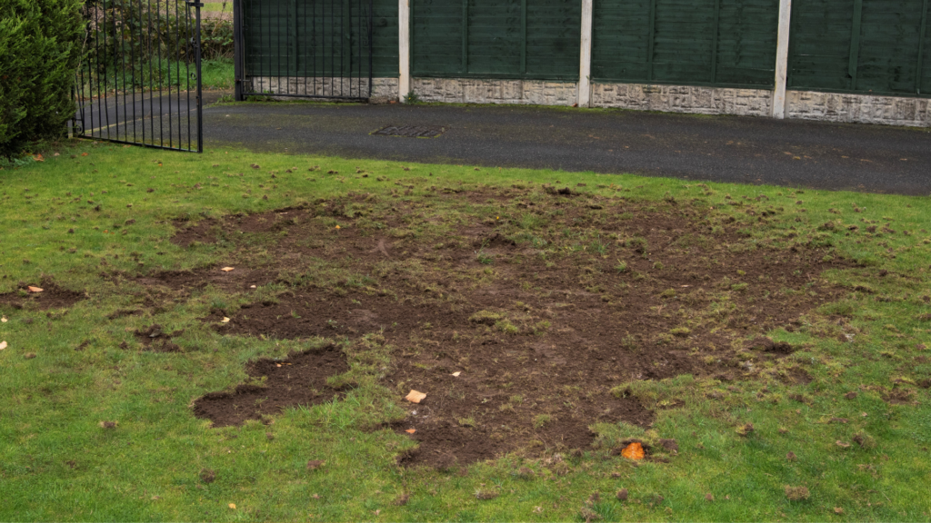 How to Identify and Eliminate Lawn Grubs | Your Green Team