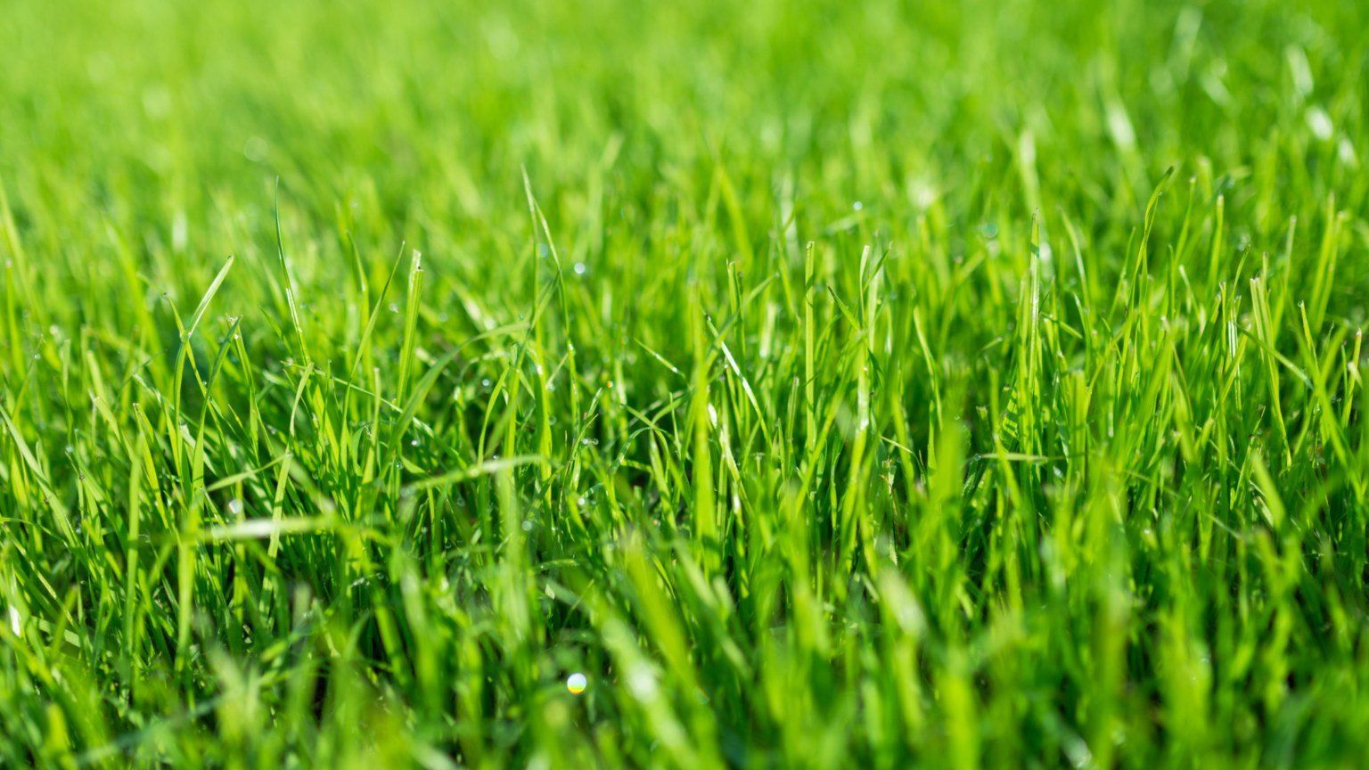 How to Identify and Eliminate Lawn Grubs | Your Green Team