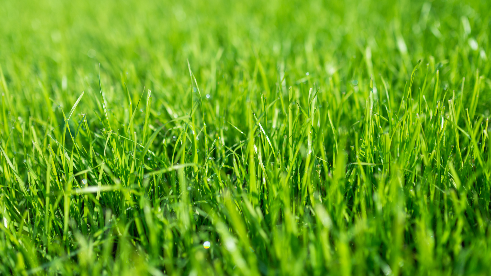 How to Identify and Eliminate Lawn Grubs | Your Green Team