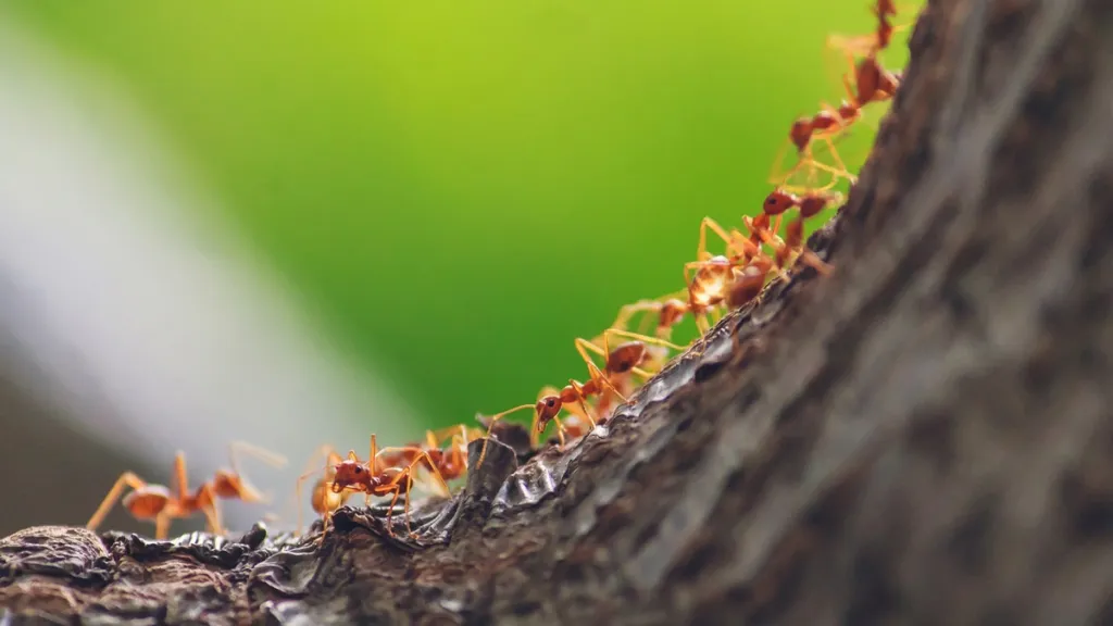 Termite Treatment and Protection in Florida | Your Green Team