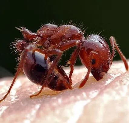 Ant Control Services in Florida | Your Green Team