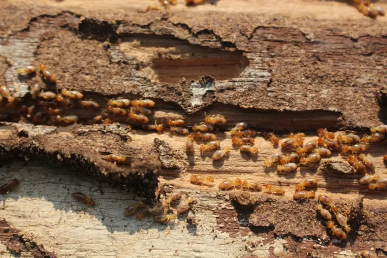 Termite Treatment and Protection in Florida | Your Green Team